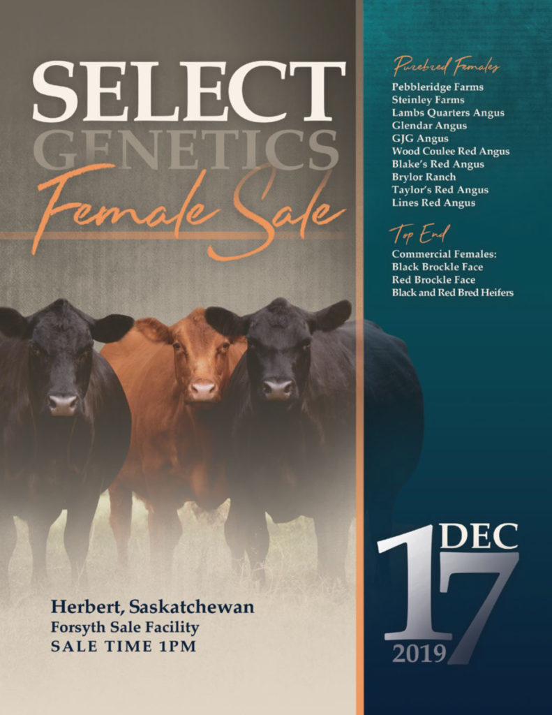Select Genetics Purebred and Commercial Female Sale - Golden Thread ...